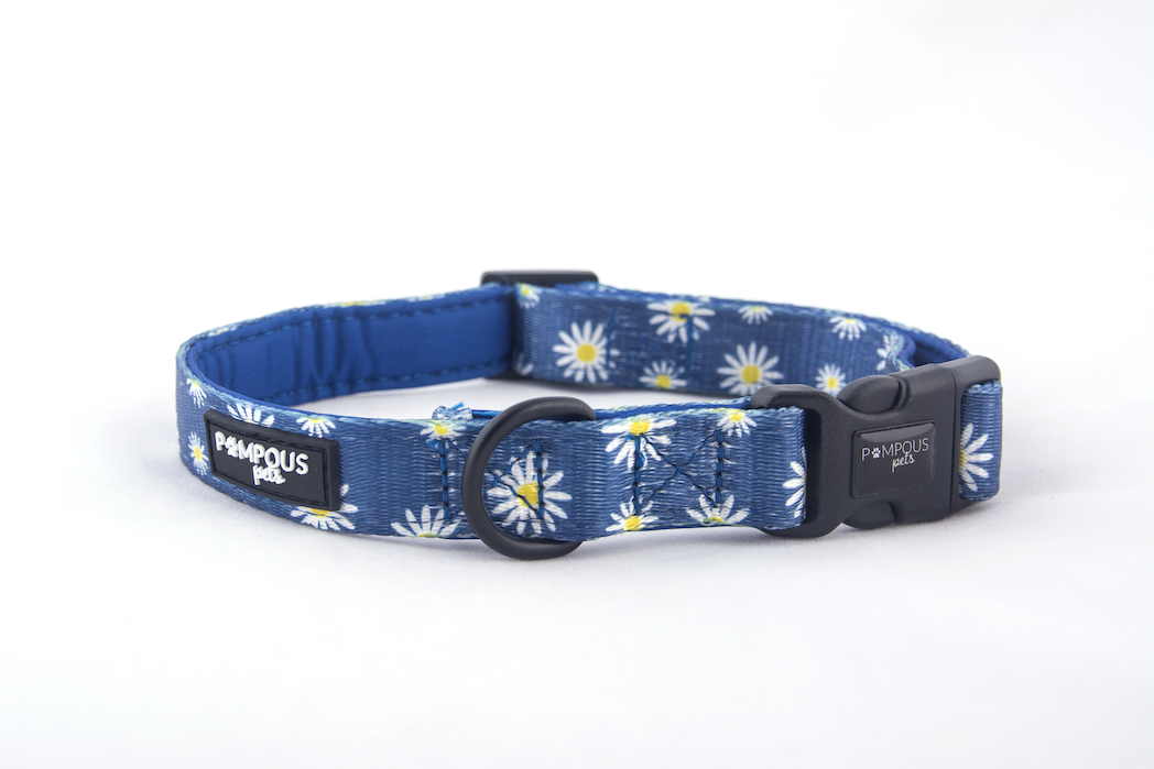Sapphire Daisies Dog Collar – Pompous Pets SA